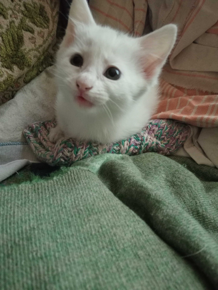 Котенок в добрые,надежные руки.