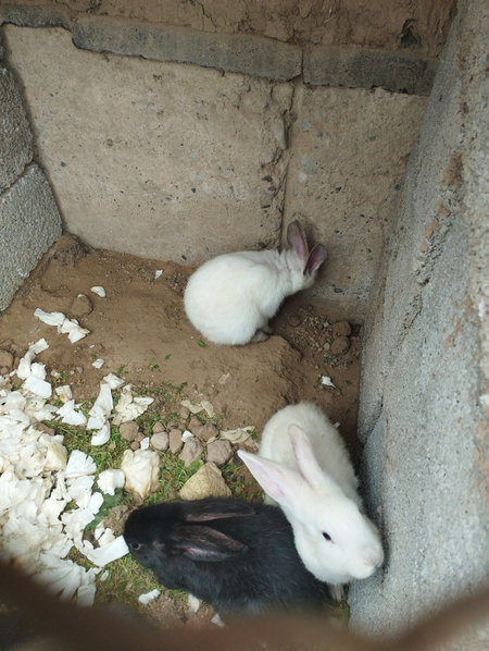 Shaxzoda va malika quyonlar sotiladi toza va pokiza quyonlar