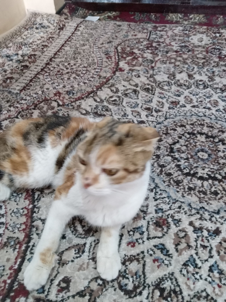 Muwuk sotaman zotli