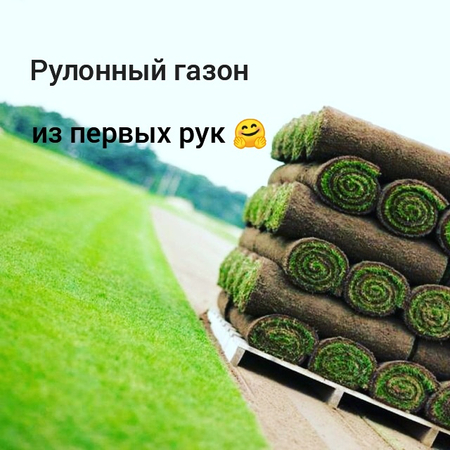 Рулонный газон и семена по оптовый цене