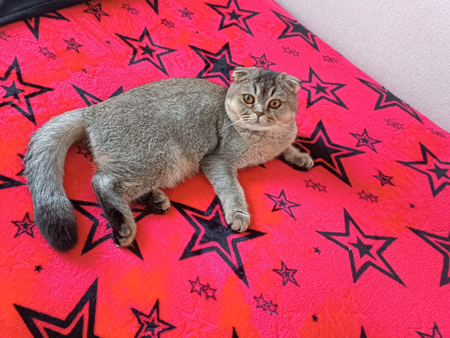 Продается Скотиш фолд и скотиш страйт