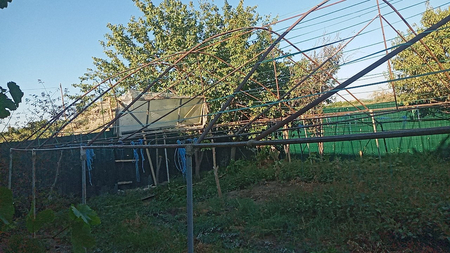 Parnik Sotiladi Kogon Tumanida