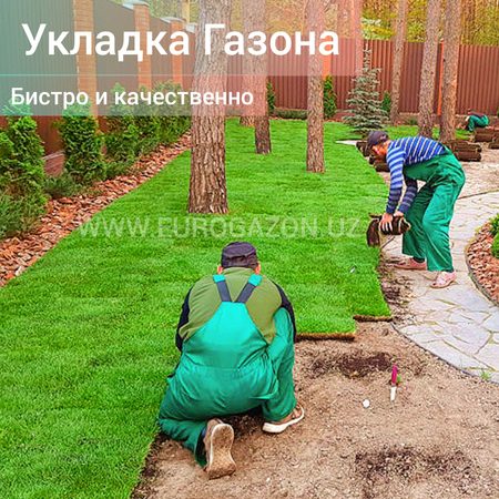 УКЛАДКА живого Газона быстро и качественно и также посевной газон