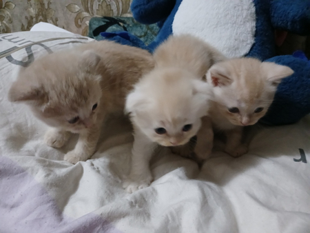 Продаются котята