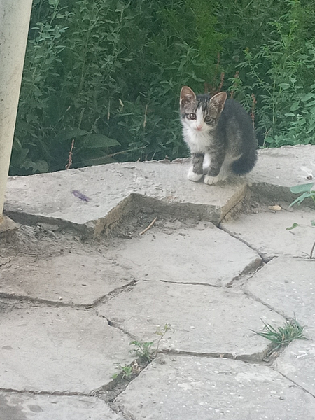 Qiz mushuk sotiladi tezda