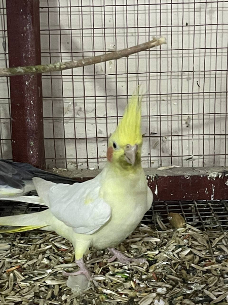 Toti Para 450000