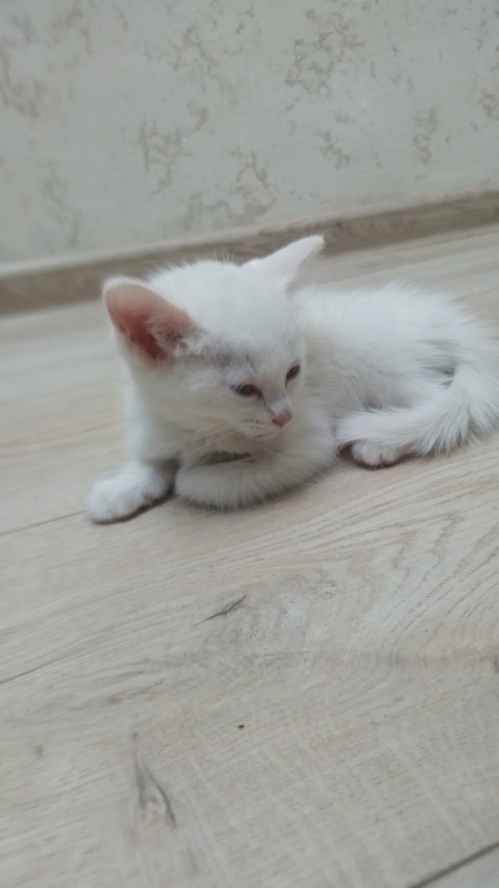 2 oylik mushuk bolasi
