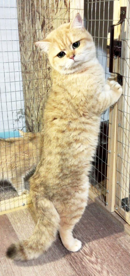 Продаю британского золотого кота