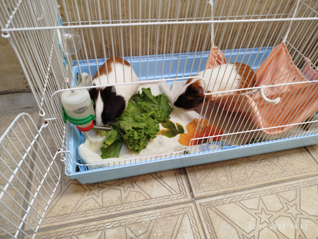 Морские свинки с клеткой