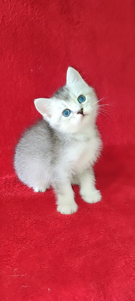 Вязка Шикарные коты Шиншиллы