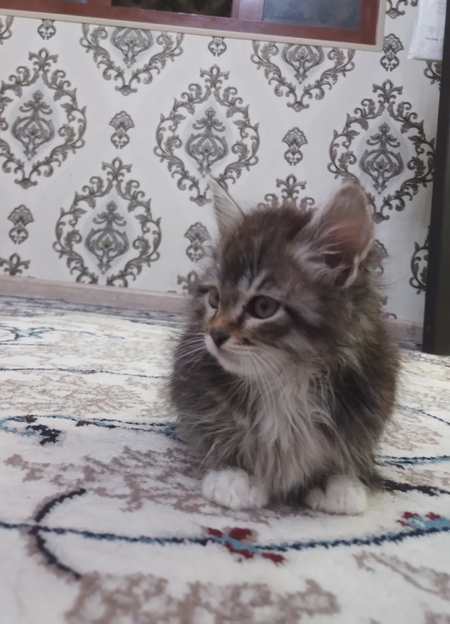 3 oylik mushuk bolasi