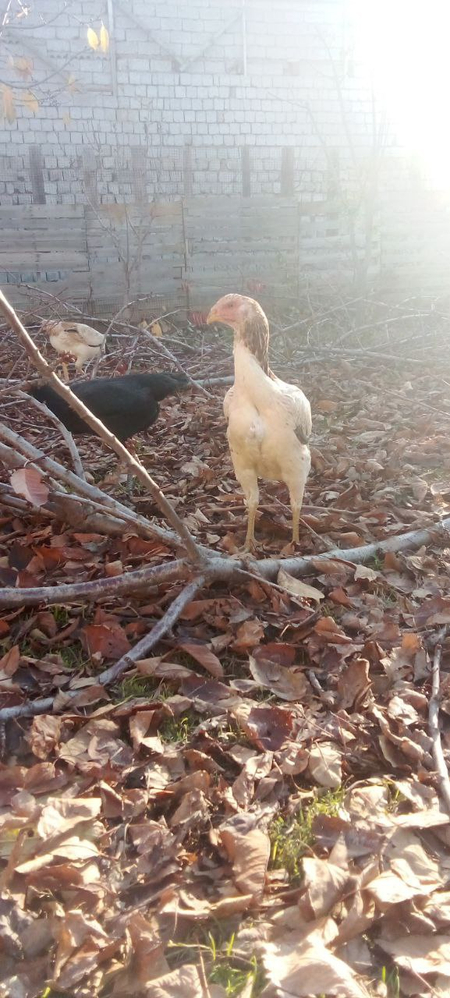 Соглом дакан товуклар сотилади