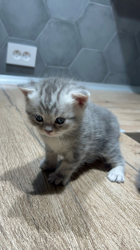 Котята Скоттиш-Фолд