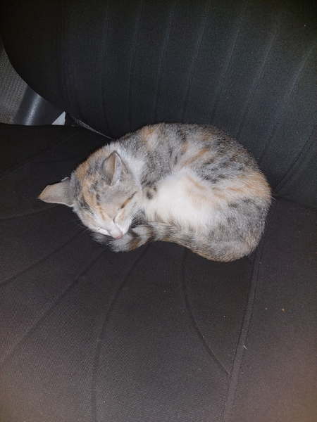 Кошка породистая