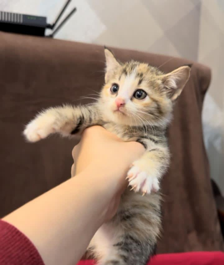 Assalomu alaykum. Shunaqa mushuk kerak