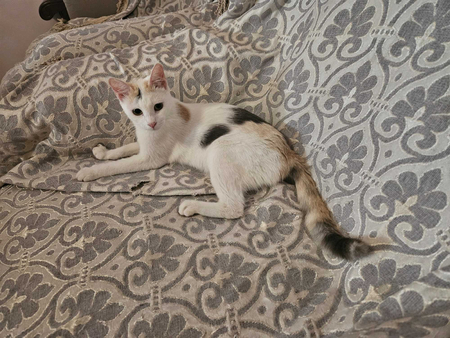 Милый котенок ищет дом
