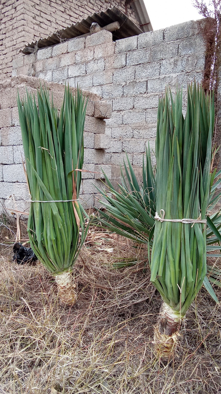 Yam-yashil koʻchatlar ekish uchun