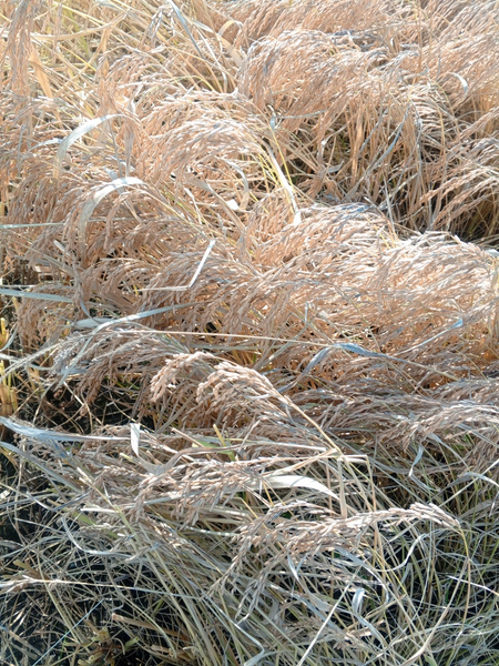 Sholi (Lazer)sotiladi
