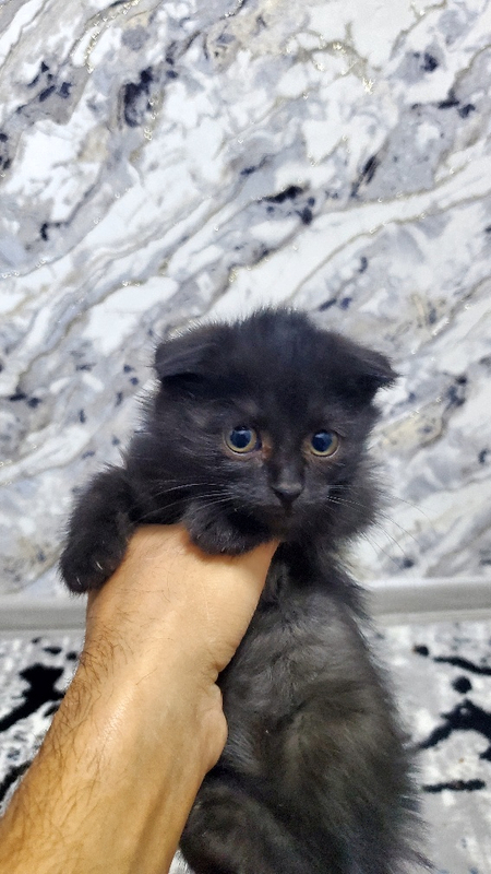 Продаются 2 месячные кот  породы scottish fold (мальчик)