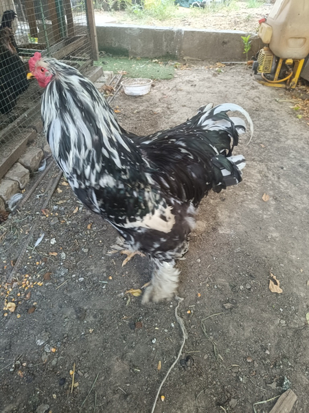 xoroz sotiladi mramir