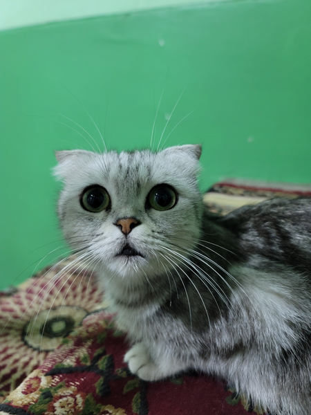 Котята Скоттиш фолд