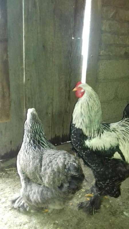 Brama porodali tuxmlari oq va qora rang Яицо порода брама белый черный
