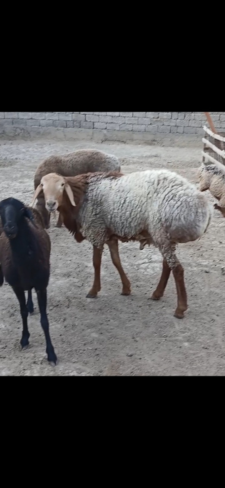 Qõçqor, Кучкор , Баран производитель.