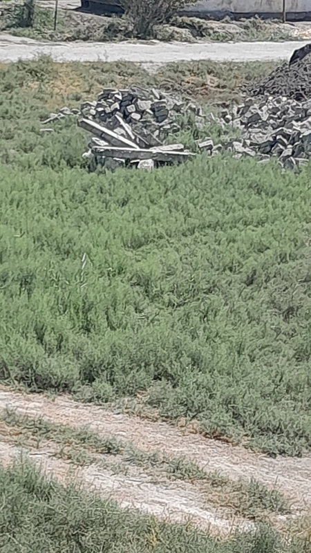 Biton bulakla 12