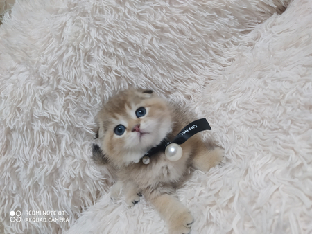 Котёнок золотой шиншилы чистокровный