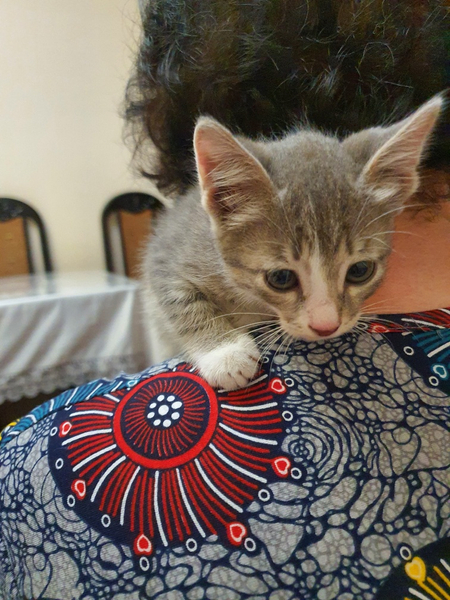 Отдаю котенка в хорошие руки