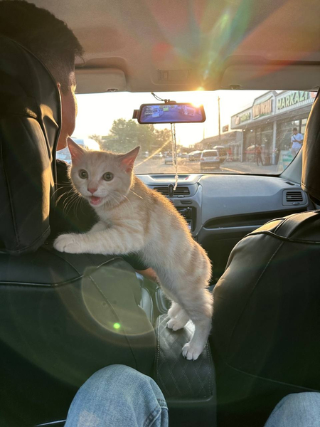 Скотч страйт кот