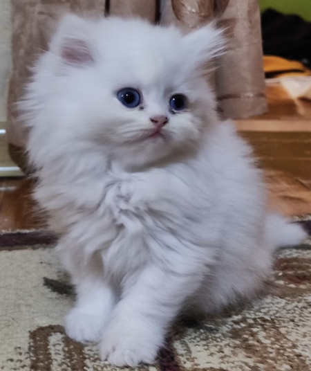 Котенок скоттиш страйт