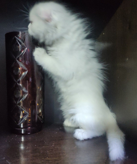 Scottish-fold, вислоухий мальчик!!