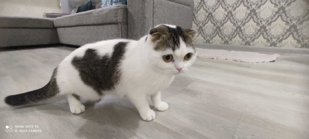 Вязка кошки, скотиш девочка.