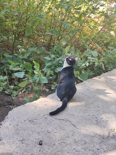 Кошки котята для дома
