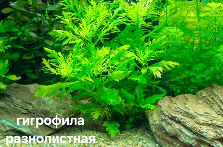 Растения без CO2