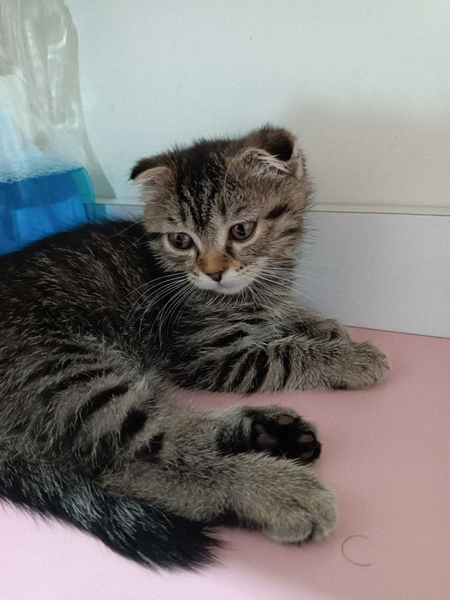 Котята скоттиш фолд