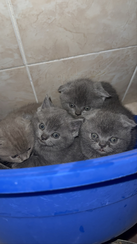 Котенки Британские