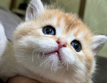 Котята с родословной. Скоттиш- страйт