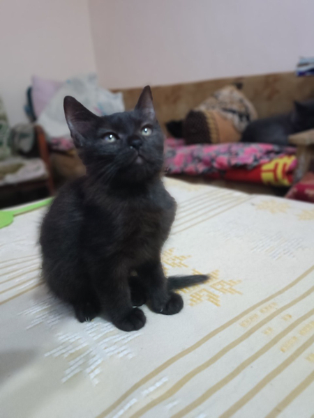 Продам породистых котят