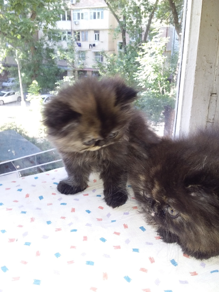 Персидские котята