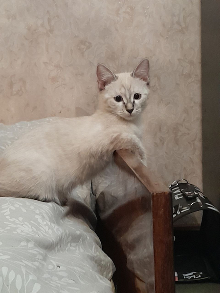Кусочек счастья отдам
