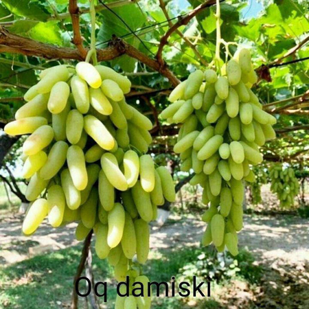 Meval kuchatlar Samarqand