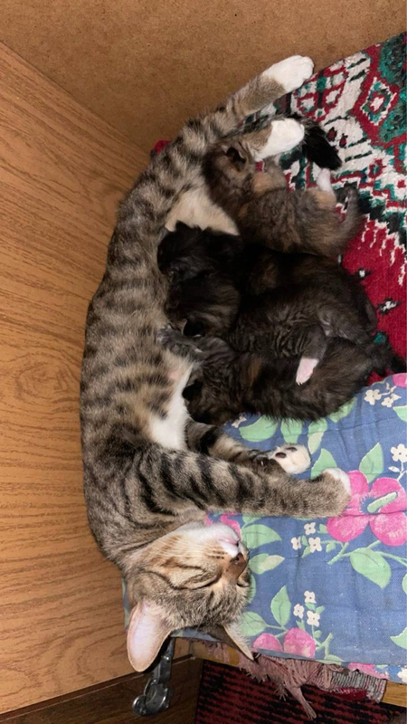 отдаем котят с кошкой