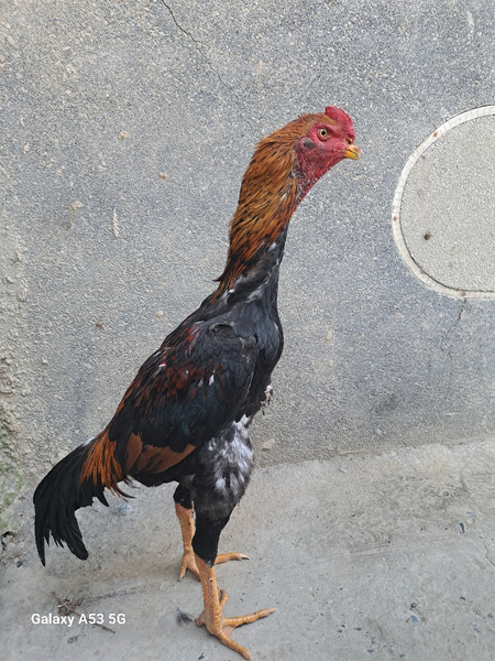 Dakan xuroz sotiladi