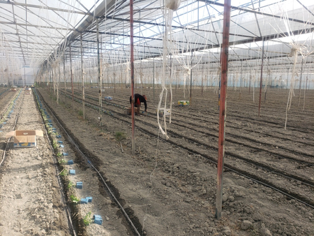 Типлица парник срочно продам 2гектара 1г парник мол хона 8×50 куй хона