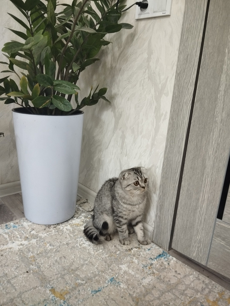 Assalomu alaykum! Xurmatli xaridorlar parodali juda aqilli mushug