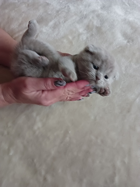 Продам котят вислоушки
