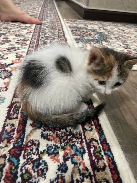 Отдам в добрые руки котёнка, девочку, возраст около 2 месяцев