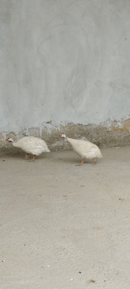 Secharka sotiladi